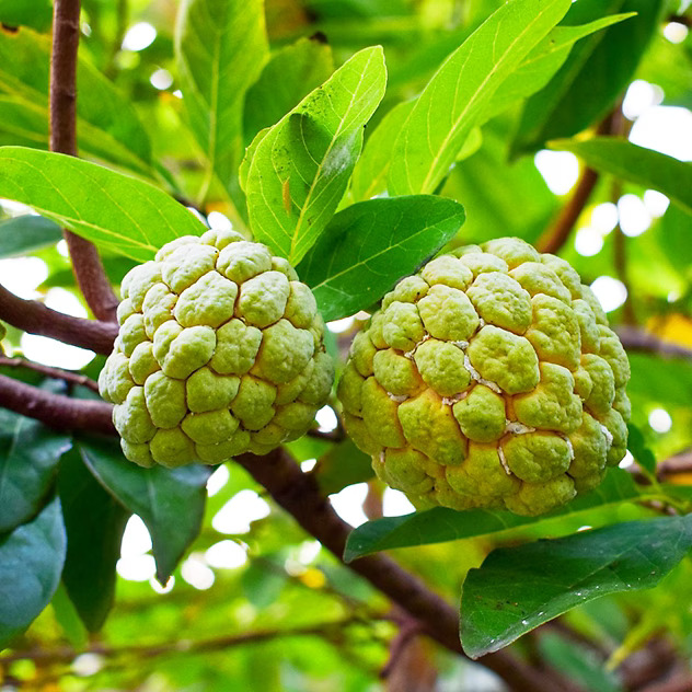 Sugar Apple Trees For Sale Online | The Tree Center