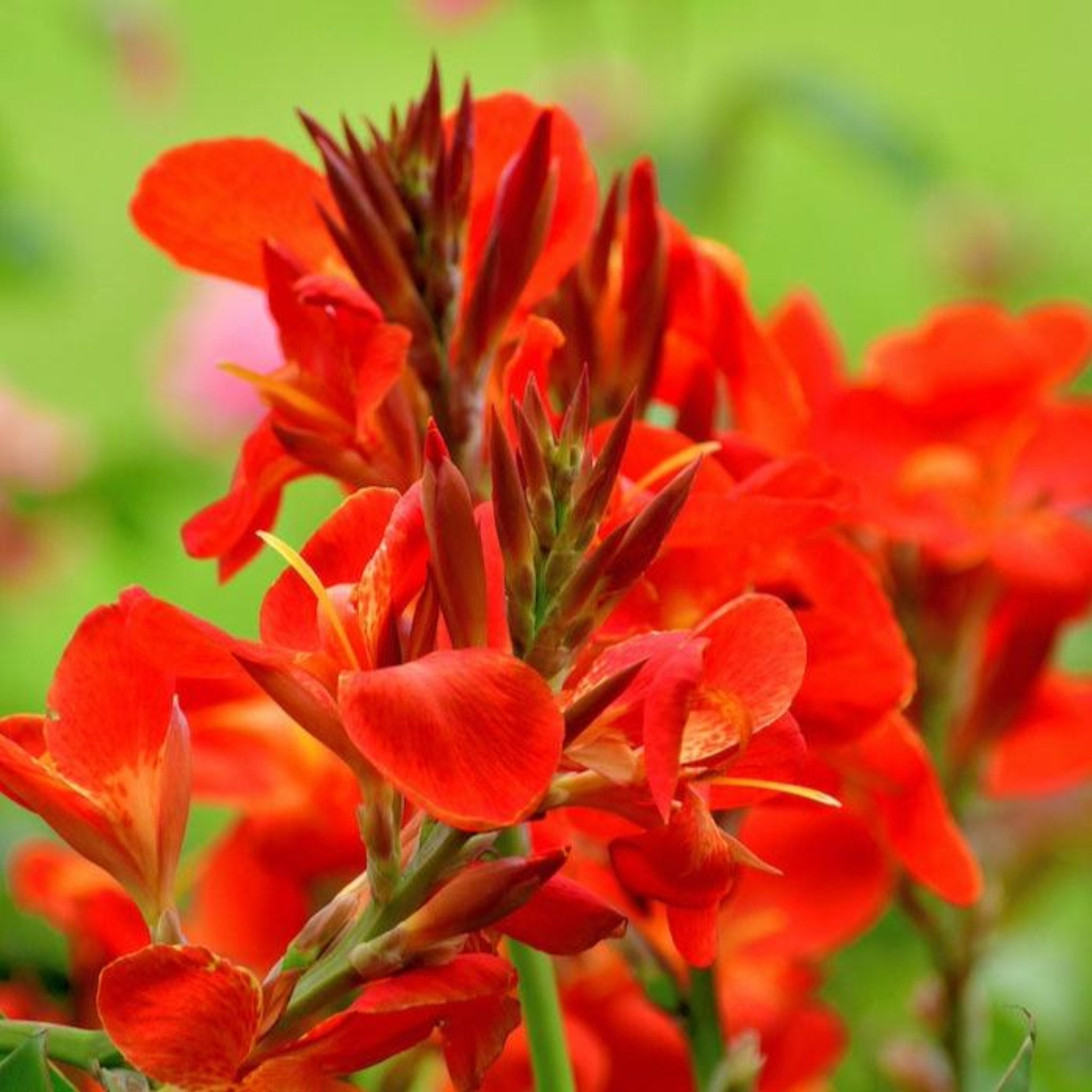 Toucan® Scarlet Canna Lily For Sale Online | The Tree Center