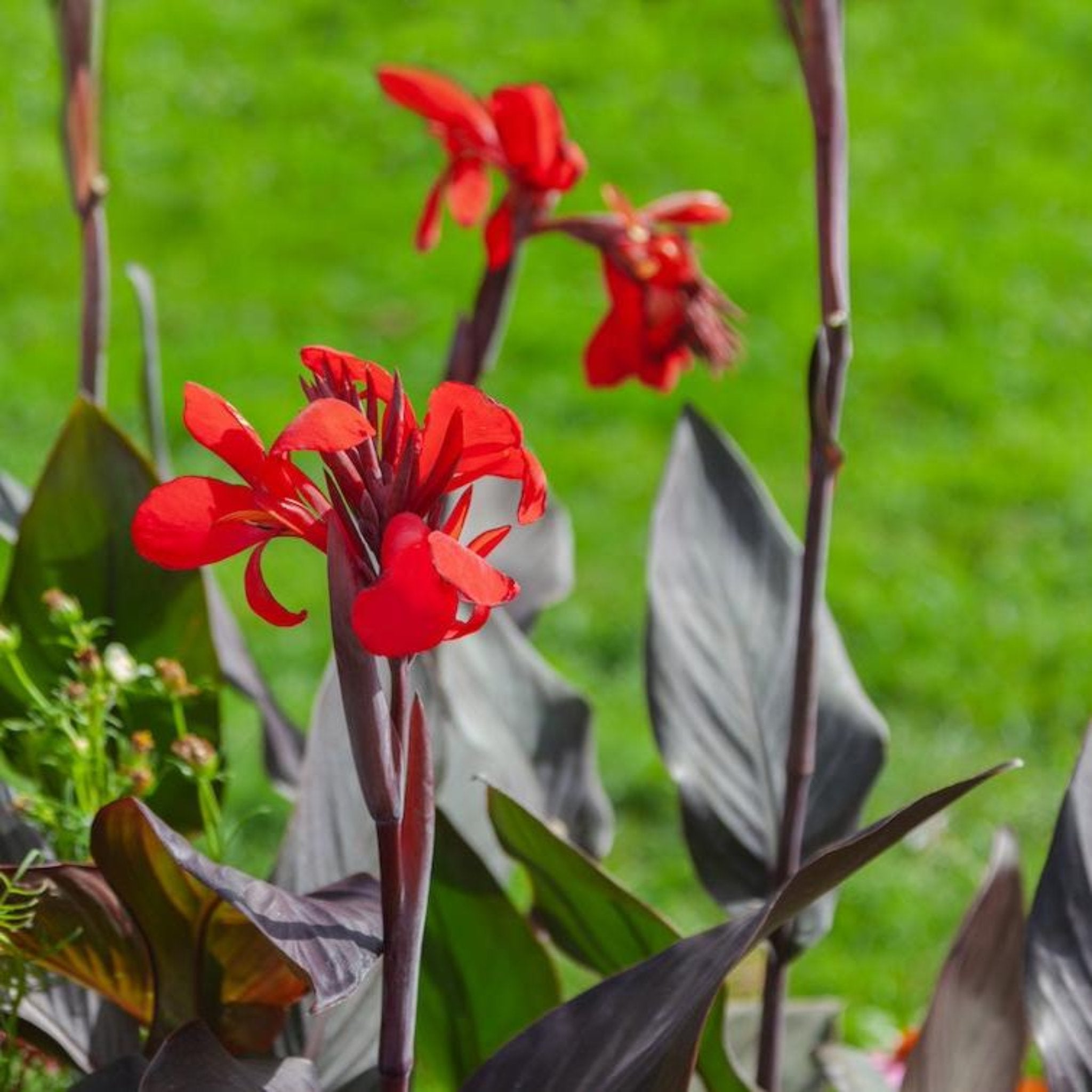 Toucan® Scarlet Canna Lily For Sale Online | The Tree Center