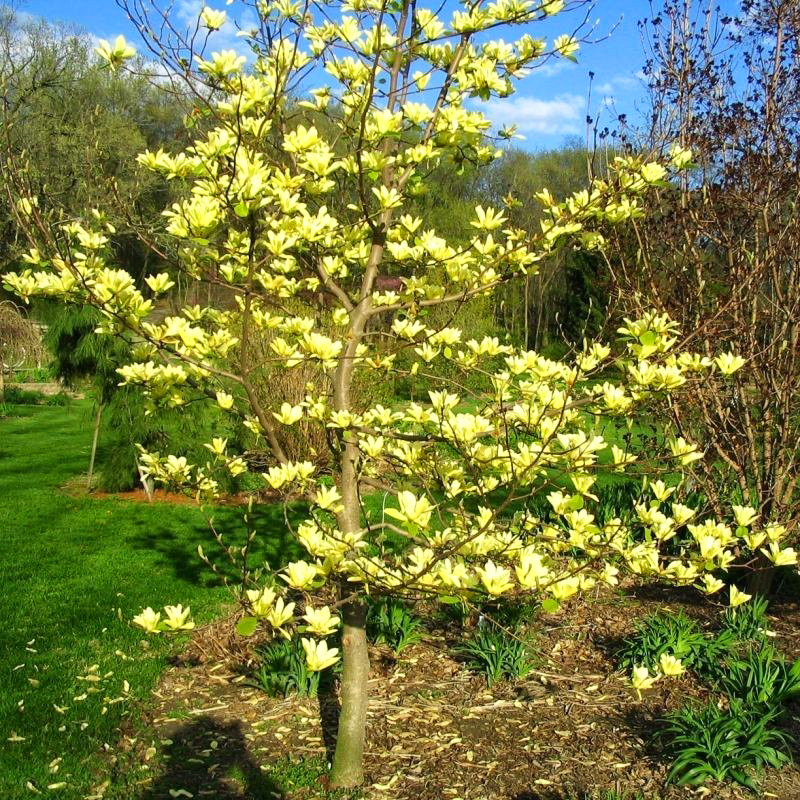Yellow Bird Magnolia For Sale Online | The Tree Center