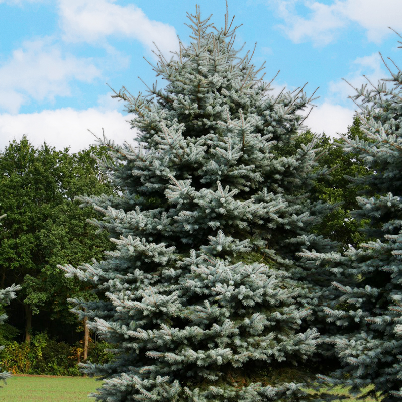Christmas Blue Spruce For Sale | The Tree Center