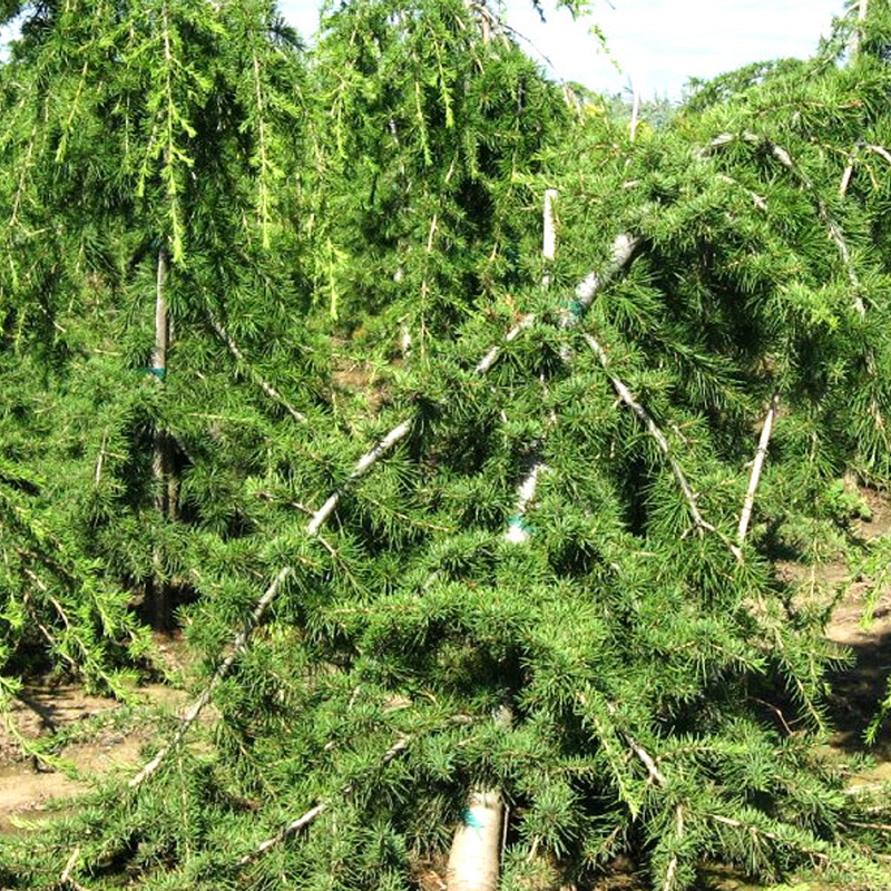 Emerald Falls Deodar Cedar Trees For Sale | The Tree Center