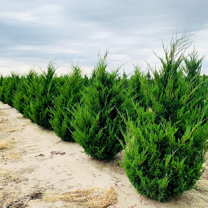 Hillspire Eastern Red Cedar For Sale Online | The Tree Center
