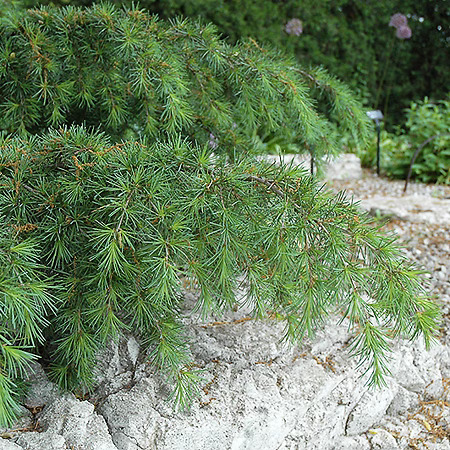 Sargent's Dwarf Lebanon Cedar Trees For Sale | The Tree Center
