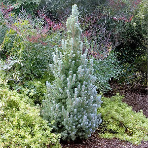 Sester's Dwarf Blue Spruce For Sale | The Tree Center