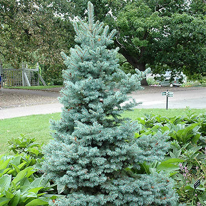 Sester's Dwarf Blue Spruce For Sale | The Tree Center