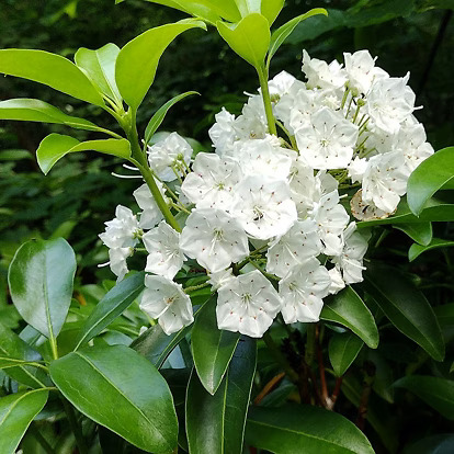 Snowdrift Mountain Laurel For Sale Online | The Tree Center