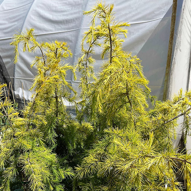 Wells Golden Deodar Cedar Trees For Sale | The Tree Center