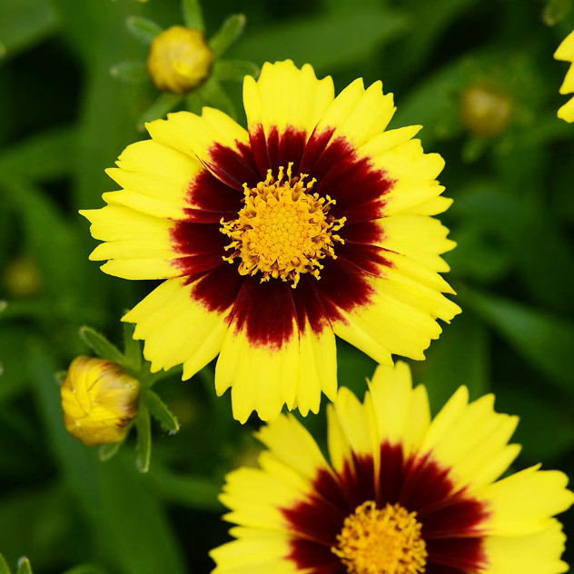 Uptick Yellow and Red Coreopsis For Sale Online | The Tree Center