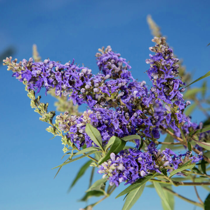 Delta Blues™ Chaste Tree For Sale Online | The Tree Center