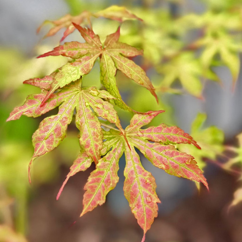 First Ghost Japanese Maple Maple For Sale Online | The Tree Center