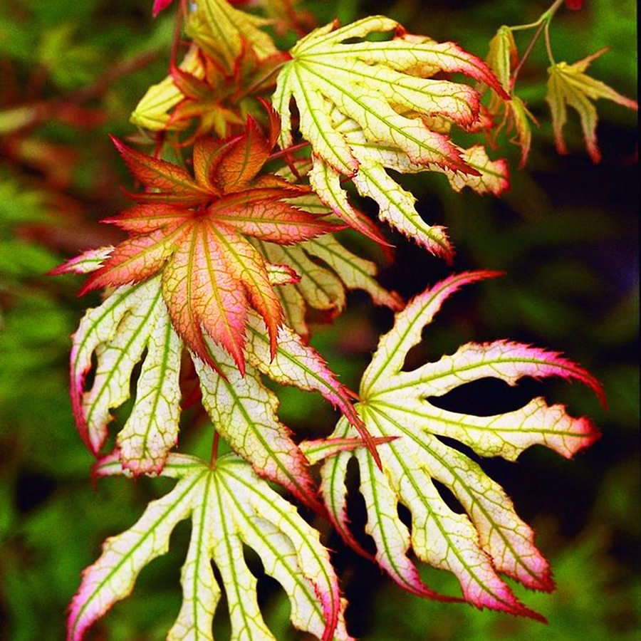 First Ghost Japanese Maple Maple For Sale Online | The Tree Center