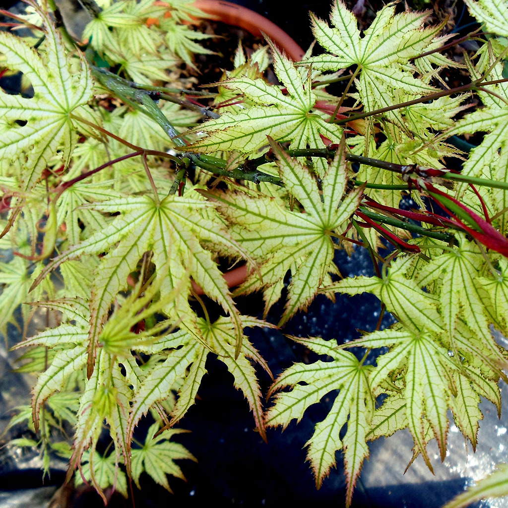 First Ghost Japanese Maple Maple For Sale Online | The Tree Center