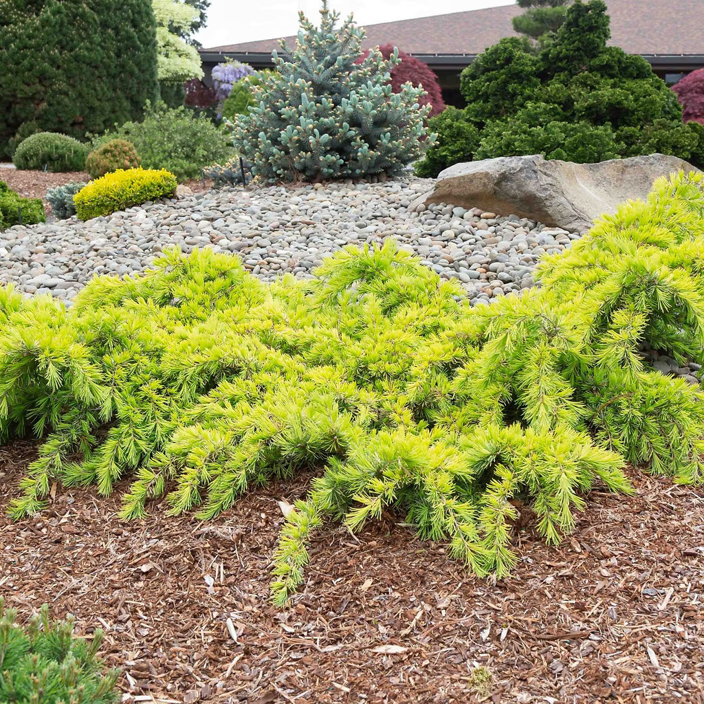 Gold Cascade Deodar Cedar For Sale | The Tree Center