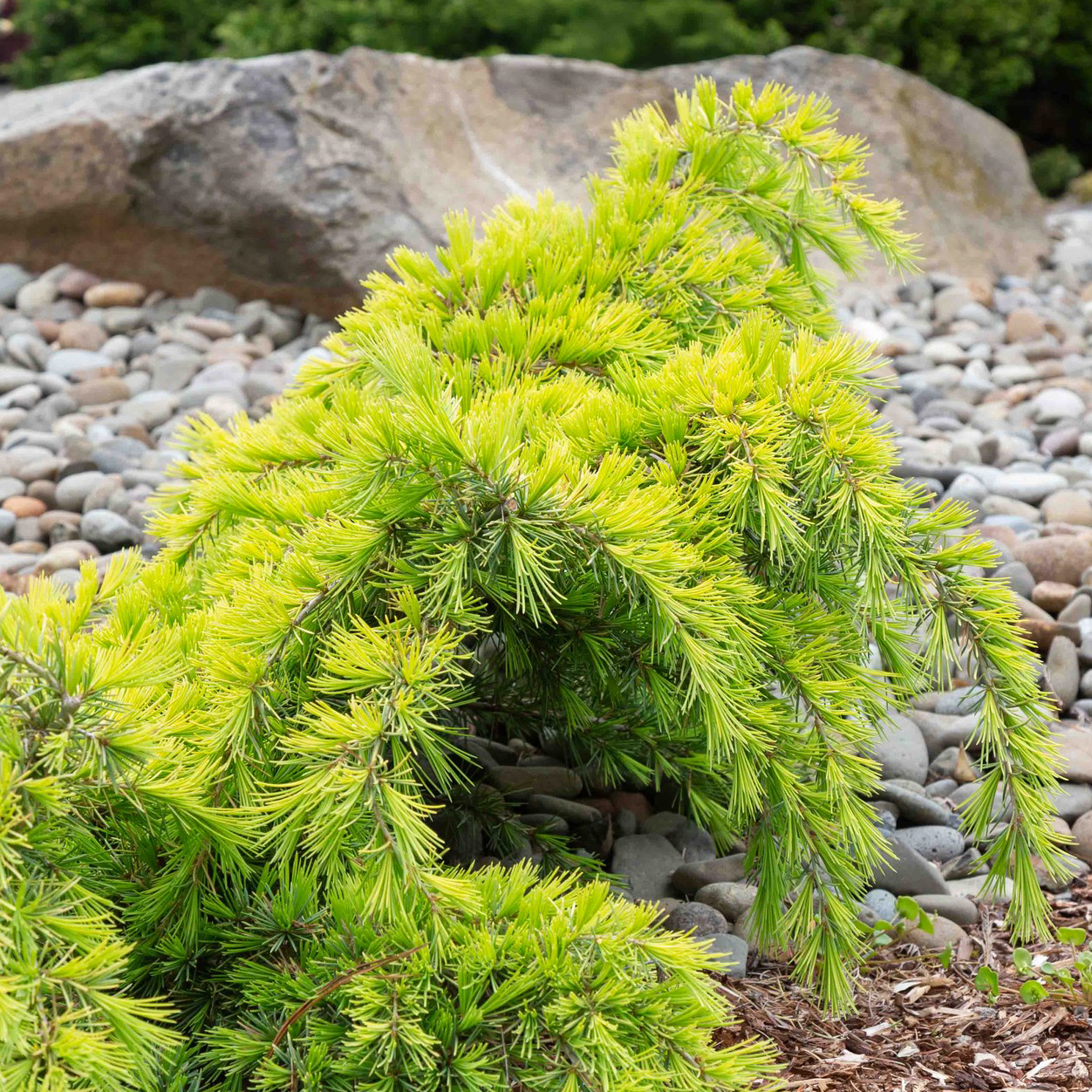 Gold Cascade Deodar Cedar For Sale | The Tree Center