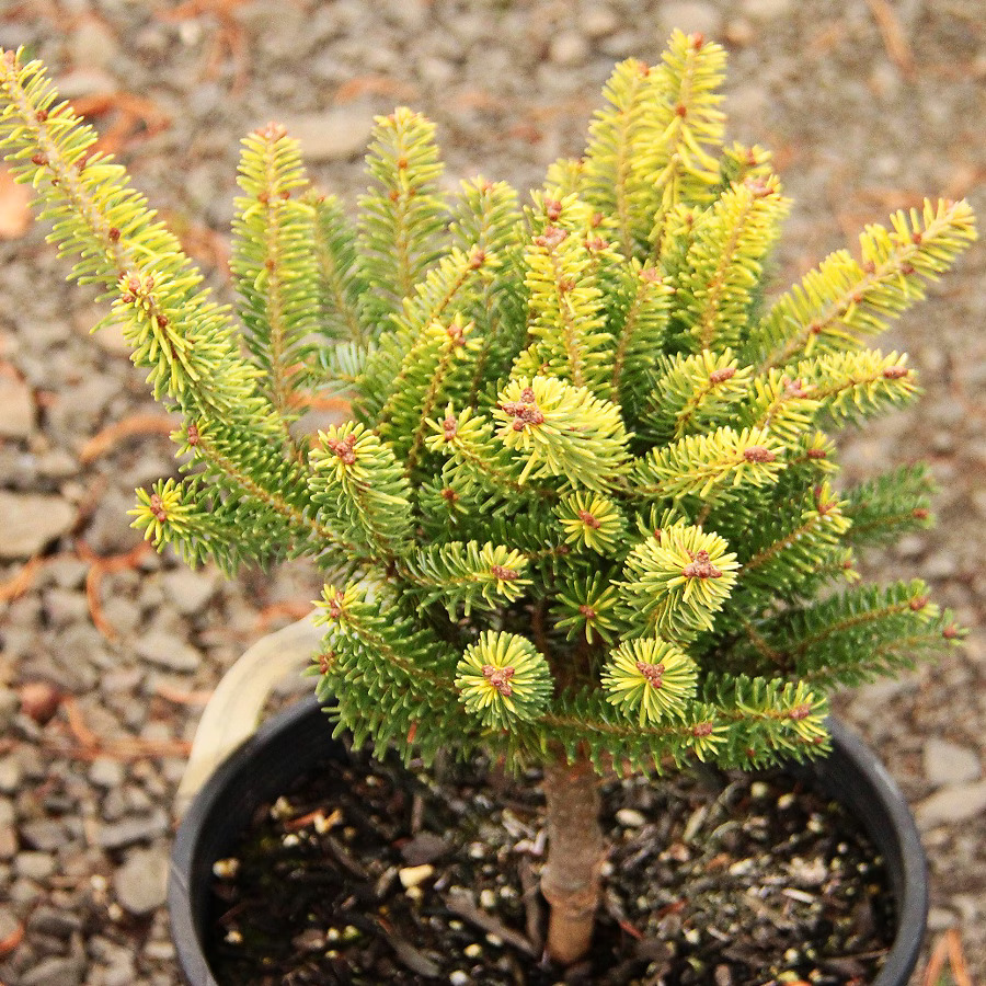 Golden Dream Korean Fir For Sale Online | The Tree Center