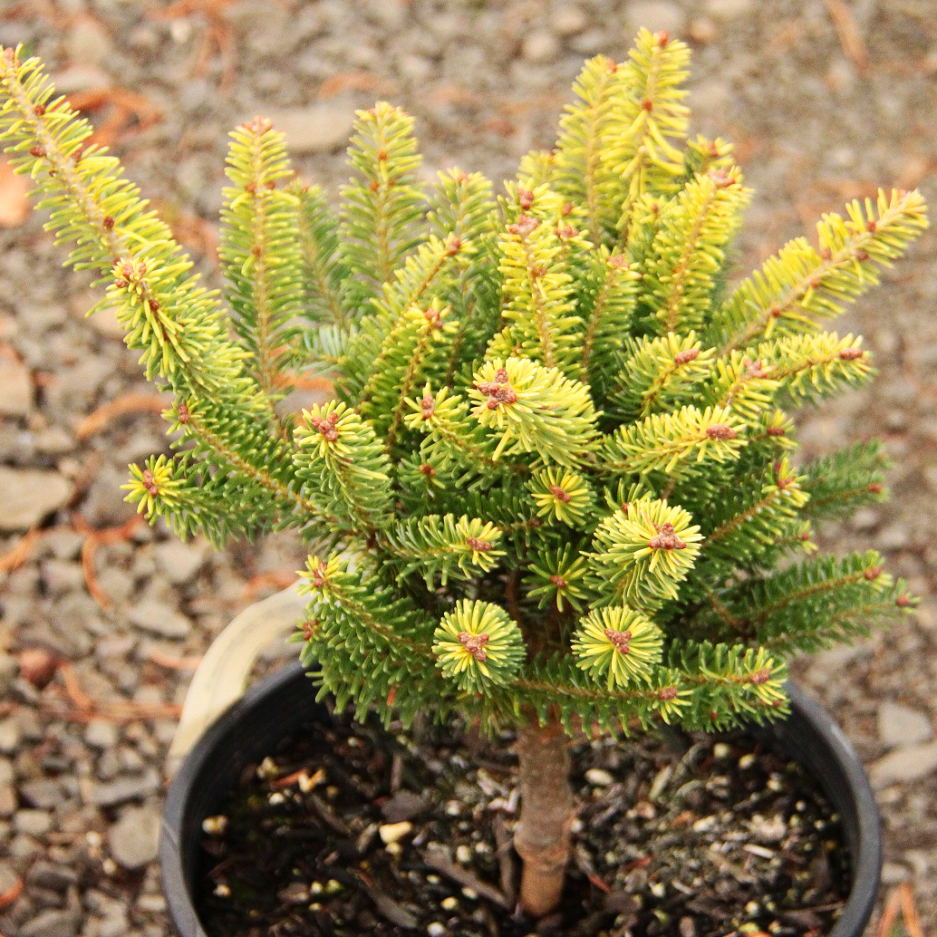 Golden Dream Korean Fir For Sale Online | The Tree Center