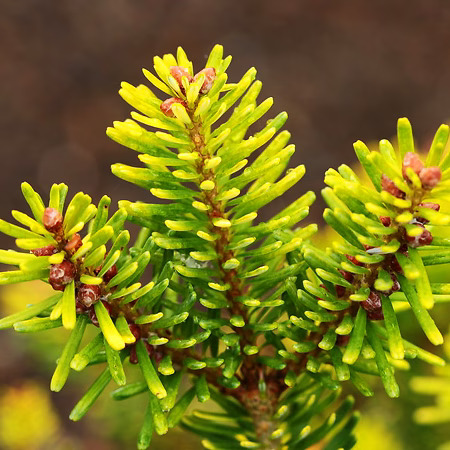 Golden Dream Korean Fir For Sale Online | The Tree Center