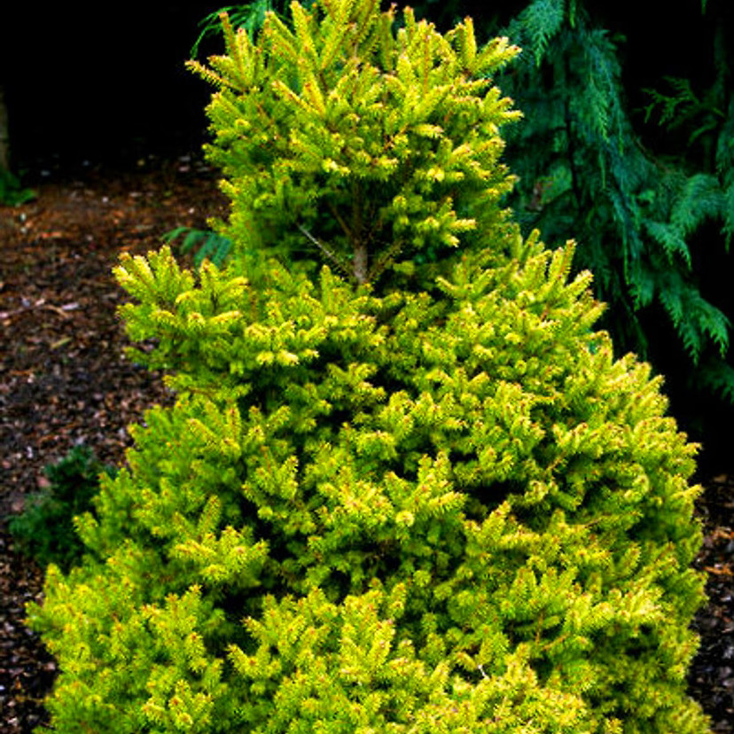 Golden Dream Korean Fir For Sale Online | The Tree Center