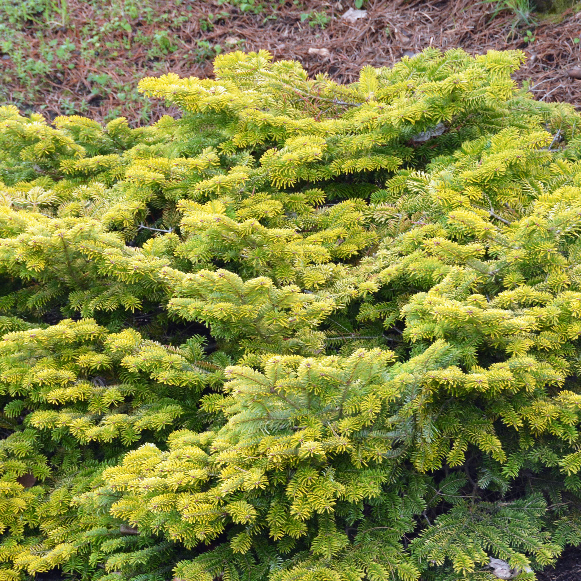 Golden Spreader Nordmann Fir For Sale Online | The Tree Center