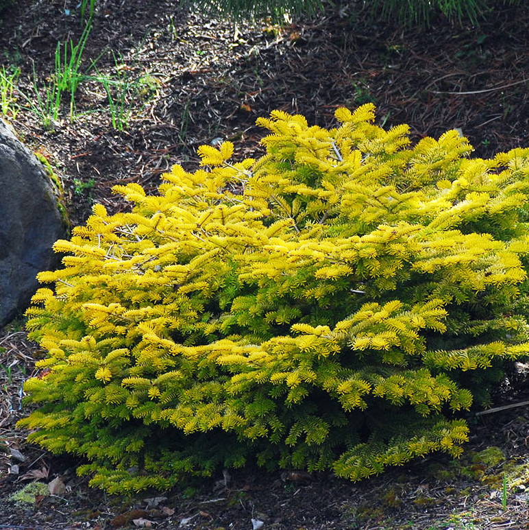 Golden Spreader Nordmann Fir For Sale Online | The Tree Center