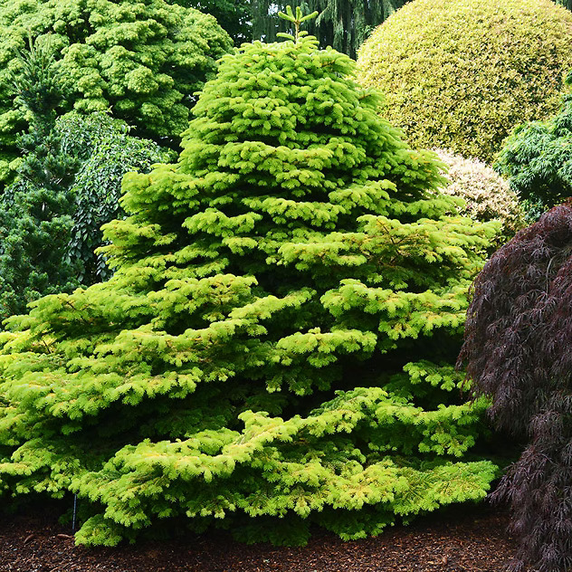 Golden Spreader Nordmann Fir For Sale Online | The Tree Center