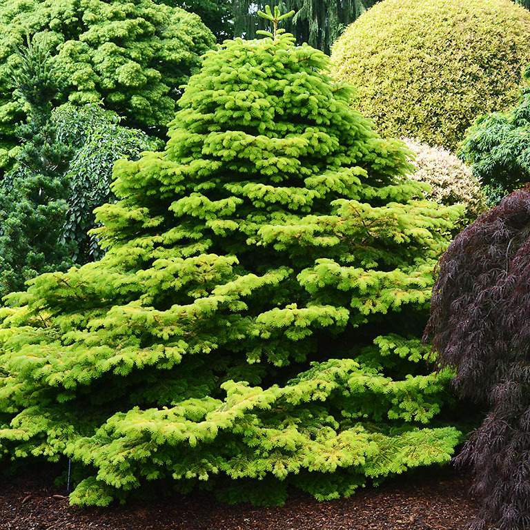 Golden Spreader Nordmann Fir For Sale Online | The Tree Center