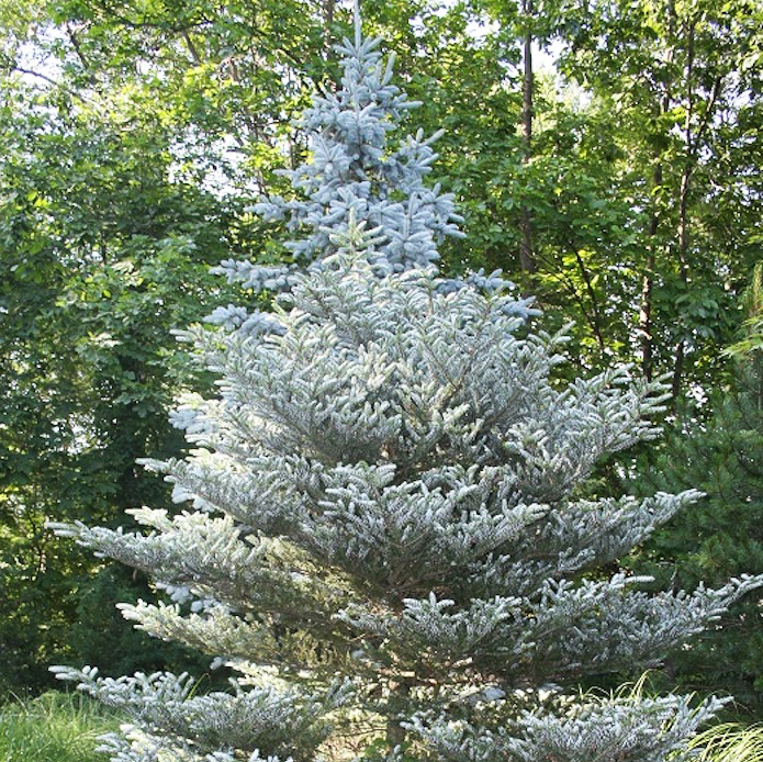 Silver Show Korean Fir For Sale Online | The Tree Center
