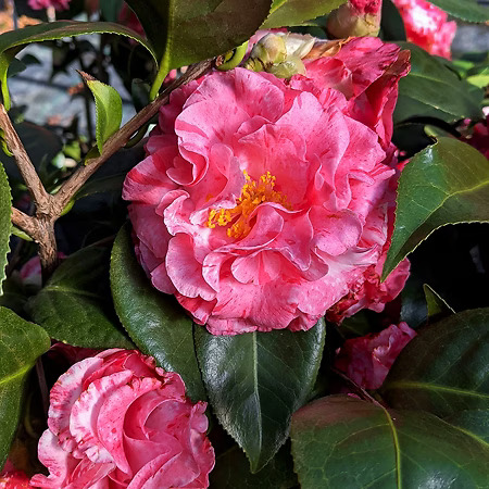 Helen Beach Camellia For Sale Online | The Tree Center