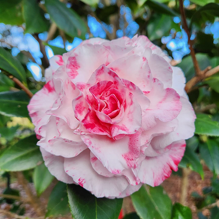 Helen Beach Camellia For Sale Online | The Tree Center
