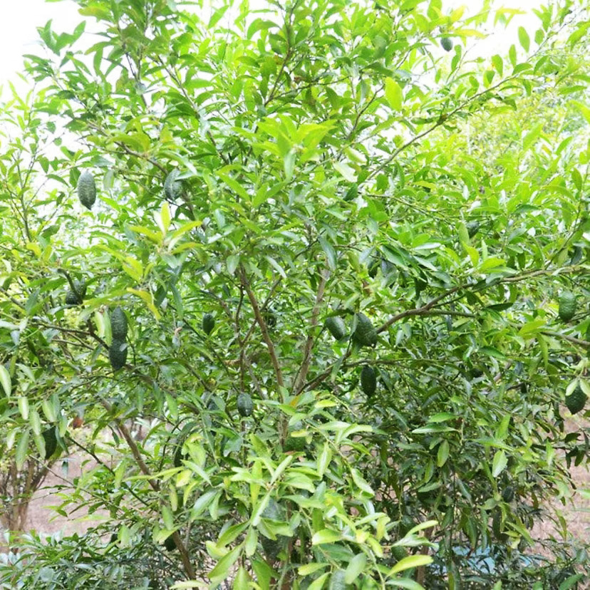 Australian Finger Lime Tree For Sale | The Tree Center