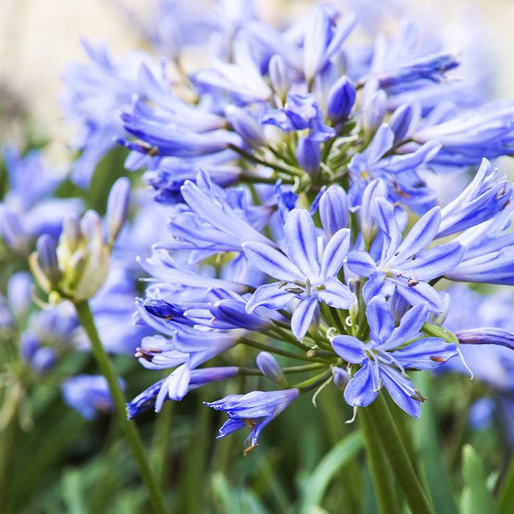Baby Pete™ Agapanthus For Sale | The Tree Center