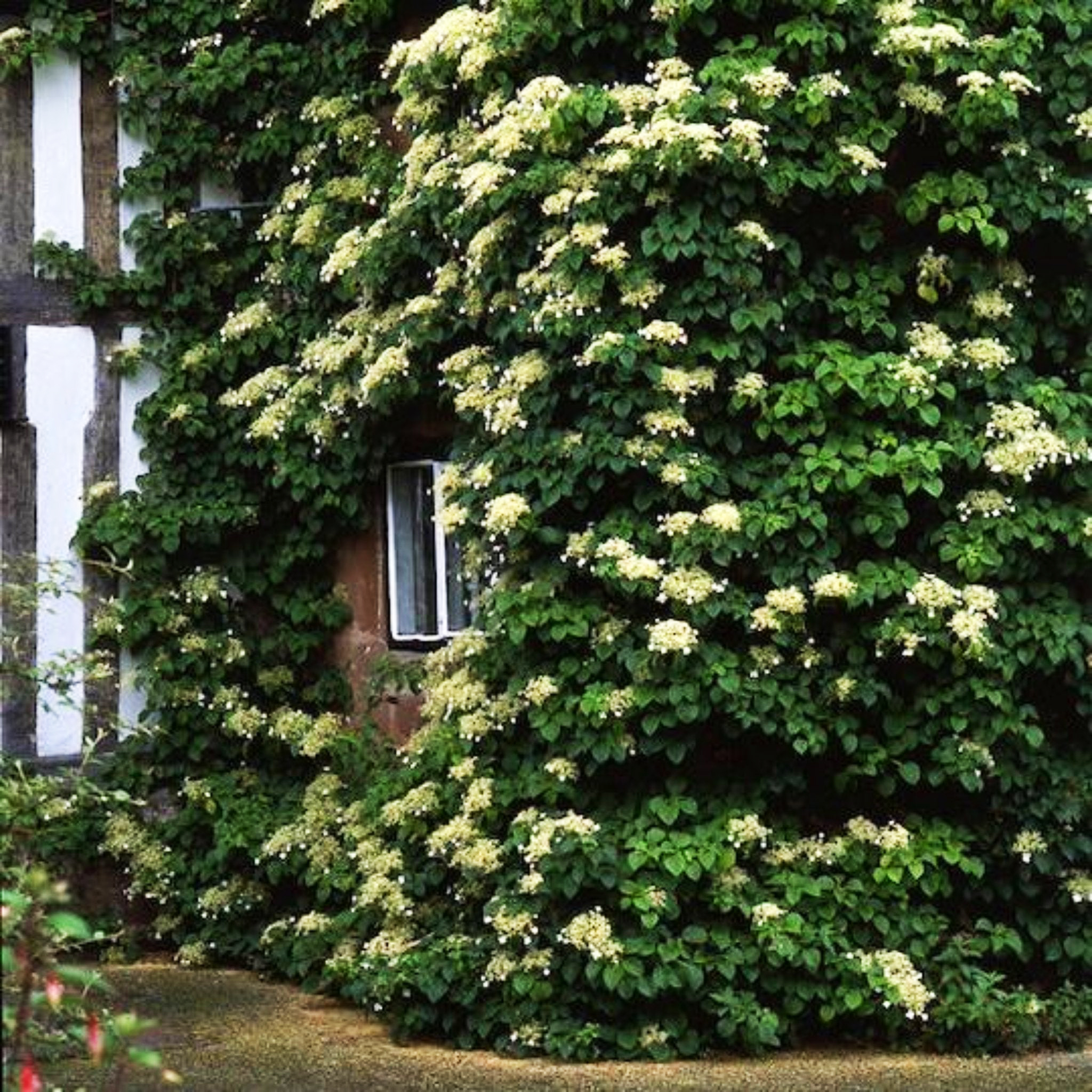 Barbara Ann Climbing Hydrangea For Sale | The Tree Center