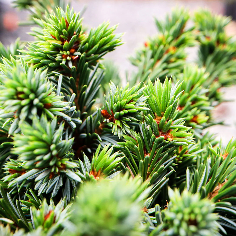 Benson Blue Serbian Spruce For Sale Online | The Tree Center