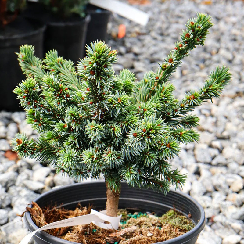 Benson Blue Serbian Spruce For Sale Online | The Tree Center