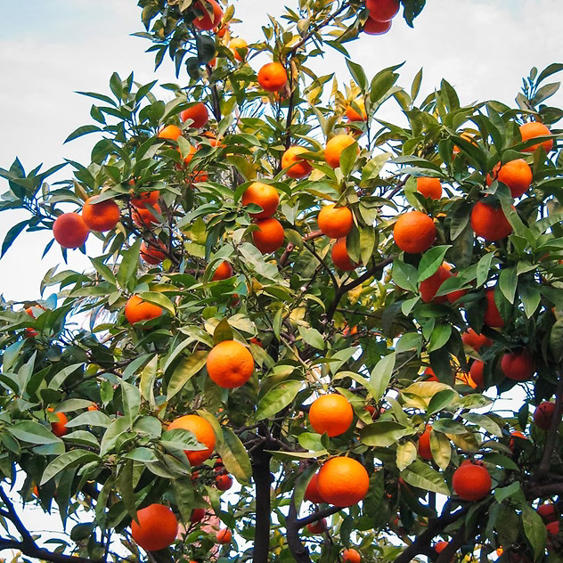 Cara Cara Orange Tree For Sale | The Tree Center