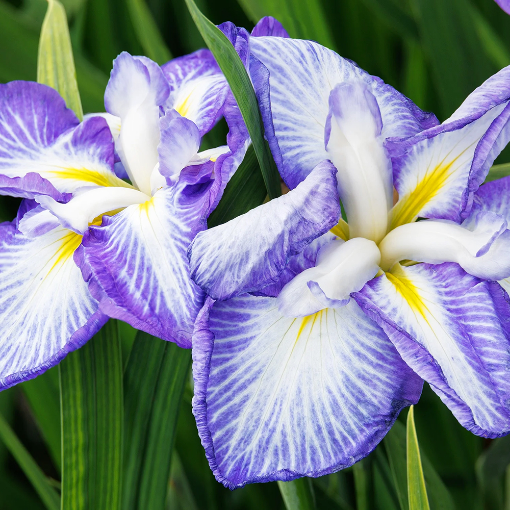 Cascade Spice Japanese Iris For Sale | The Tree Center