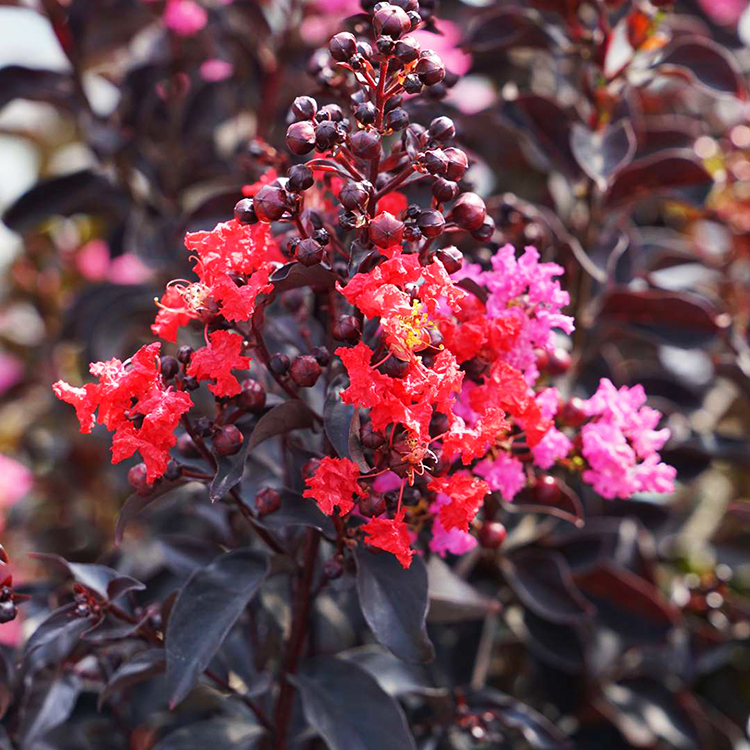 Center Stage® Red Crape Myrtle For Sale Online | The Tree Center
