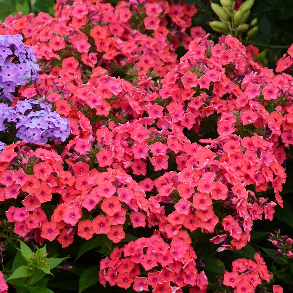 Flame Coral Phlox For Sale Online | The Tree Center