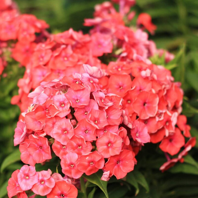 Flame Coral Phlox For Sale Online | The Tree Center