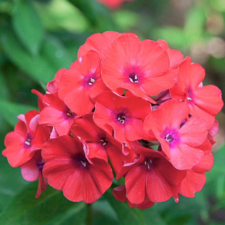 Flame Coral Phlox For Sale Online | The Tree Center