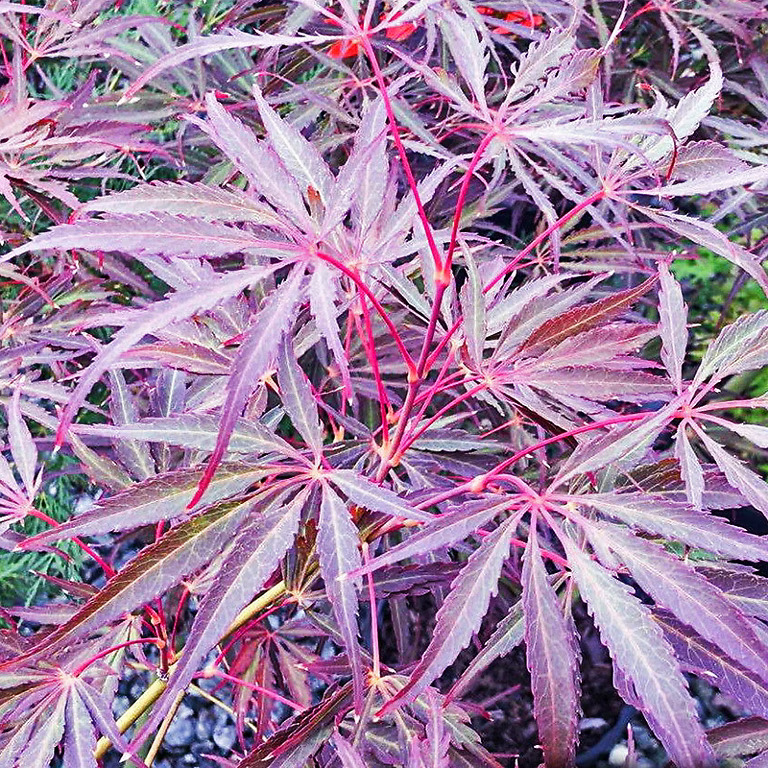 Crimson Princess Dwarf Weeping Japanese Maple For Sale | The Tree Center
