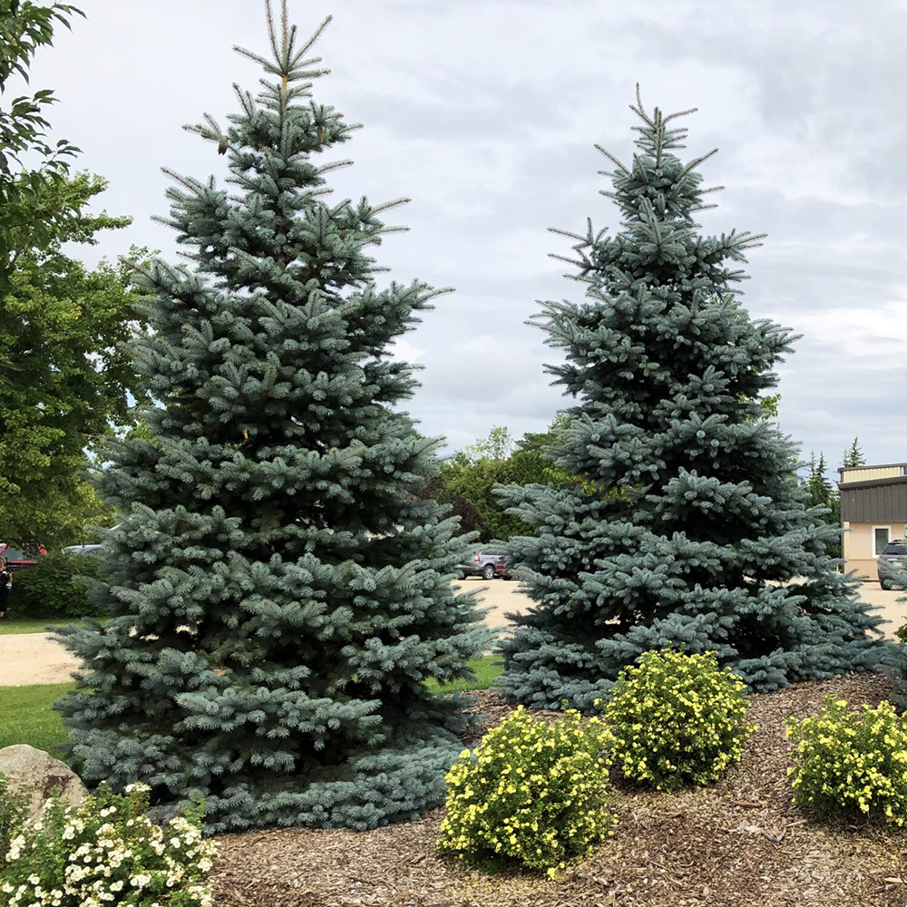 Crystal Blue Spruce For Sale | The Tree Center