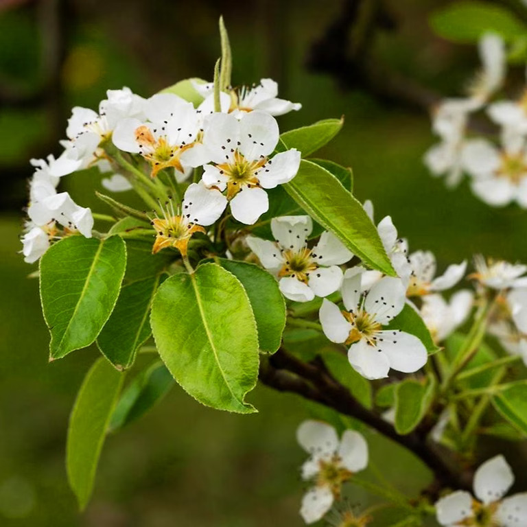 D'Anjou Pear Trees For Sale | The Tree Center