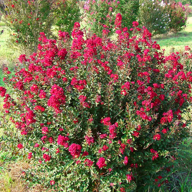 Double Feature®Crape Myrtle For Sale Online | The Tree Center