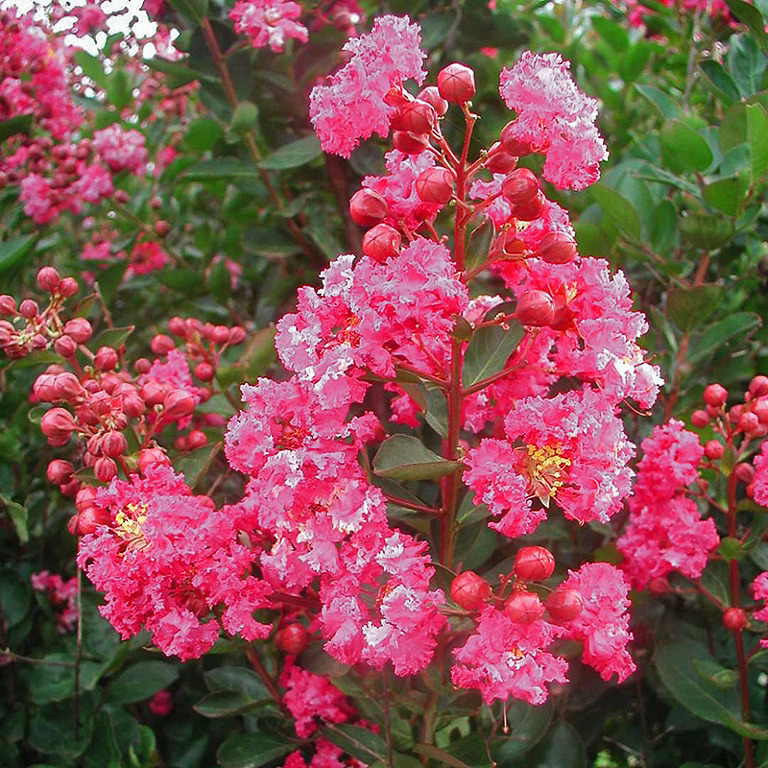 Double Feature®Crape Myrtle For Sale Online | The Tree Center