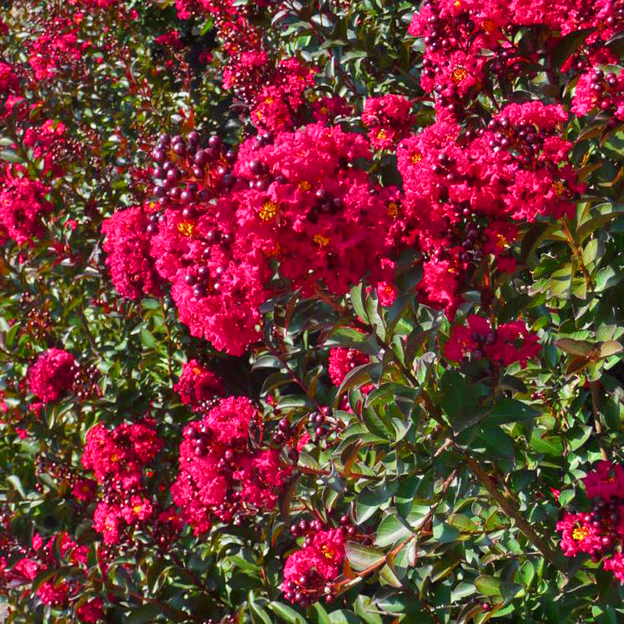 Double Feature®Crape Myrtle For Sale Online | The Tree Center