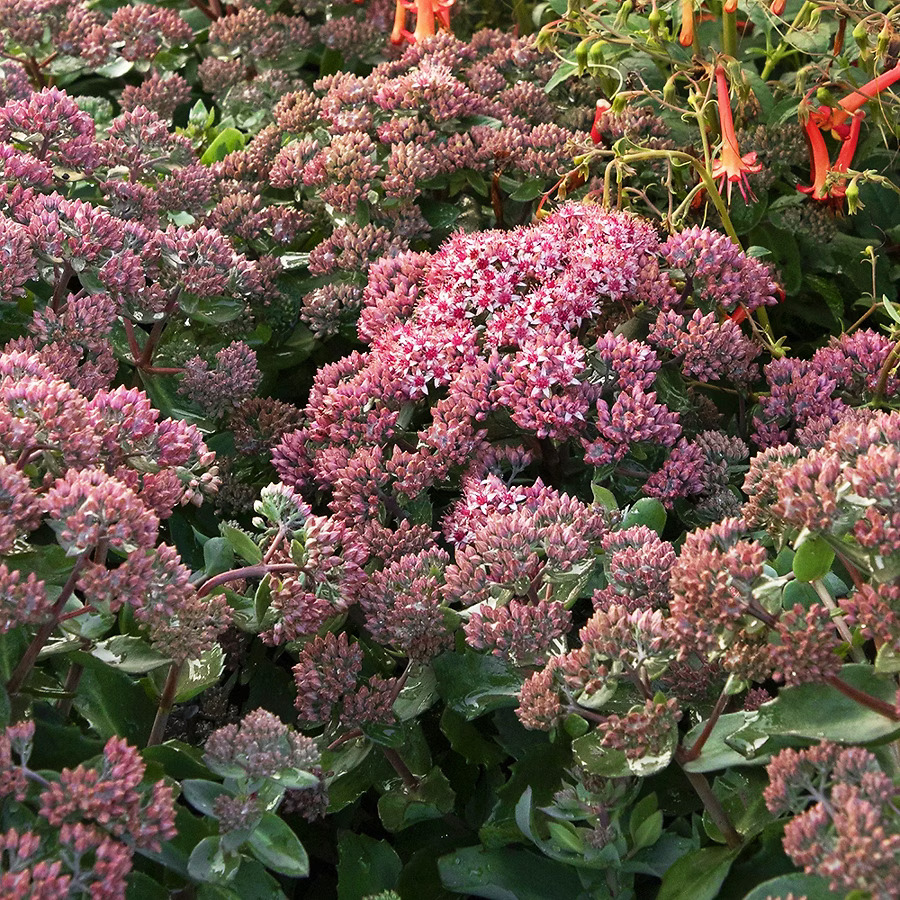 Evolution™ Emerald Ice Sedum For Sale | The Tree Center
