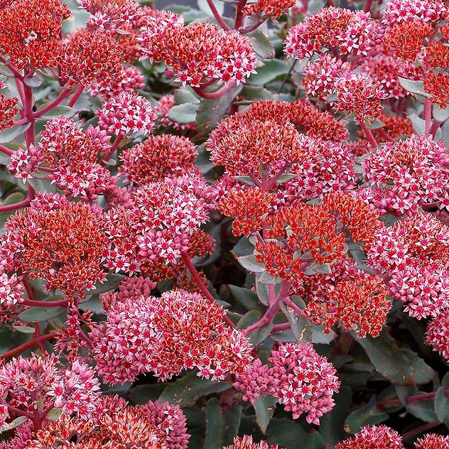 Evolution™ Emerald Ice Sedum For Sale | The Tree Center