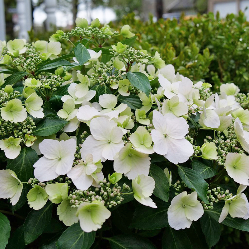 Fairytale Bride Hydrangea For Sale Online | The Tree Center